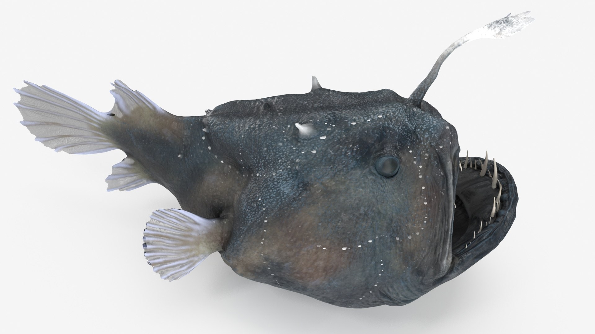 Anglerfish Rigged 3D Model - TurboSquid 2243132