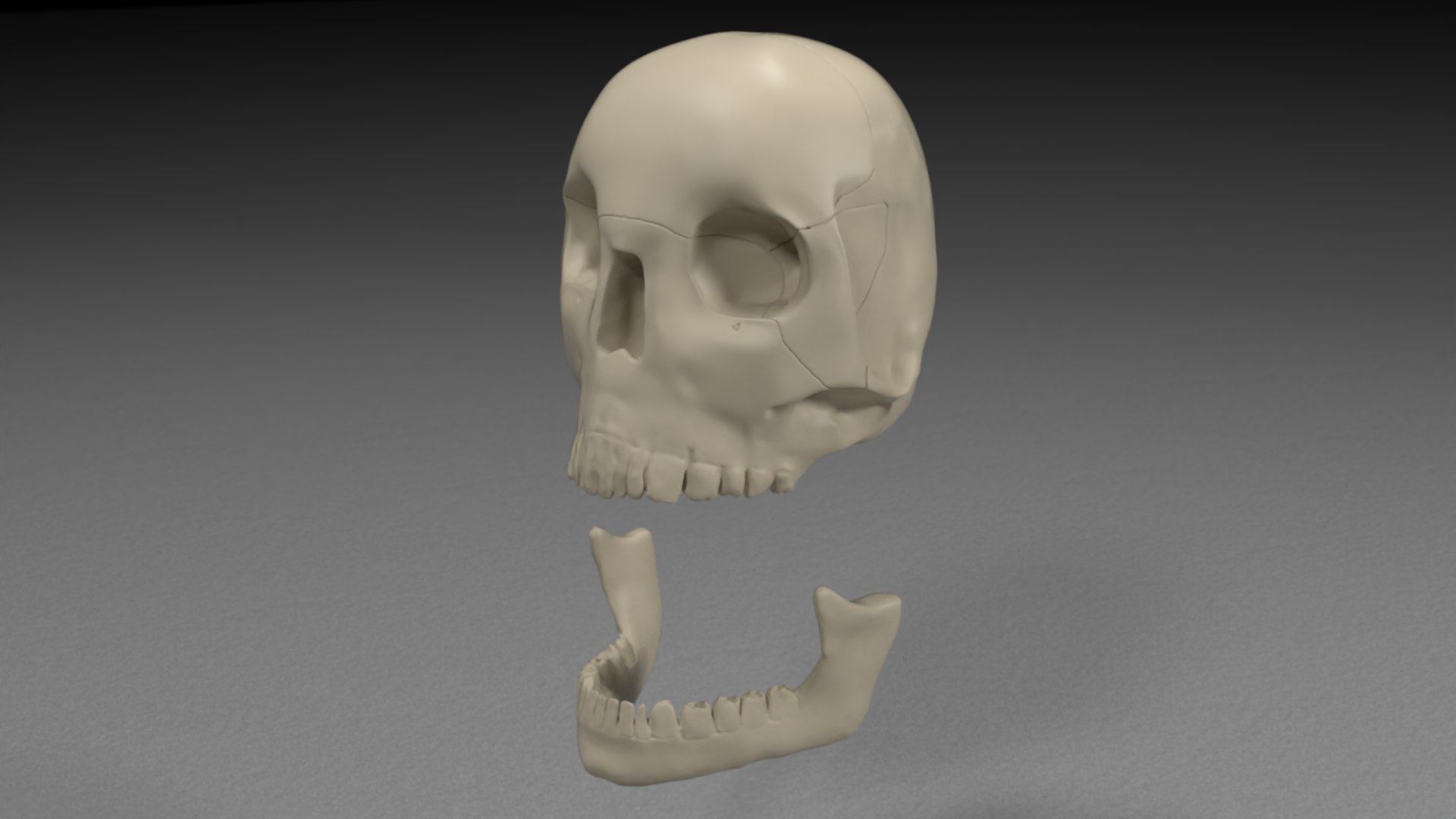 Skull Jaw 3D Model - TurboSquid 1672744