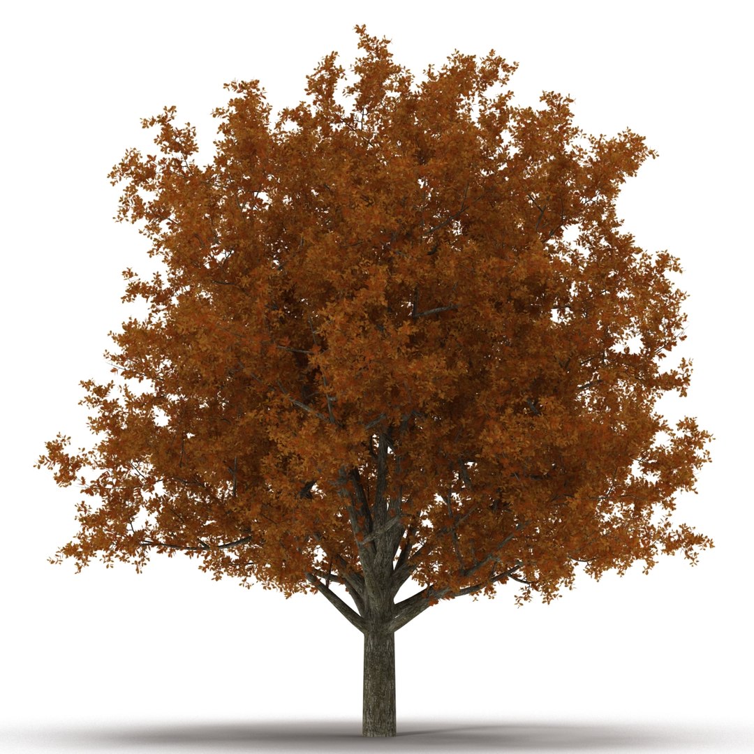 White Oak Tree Autumn 3d Model