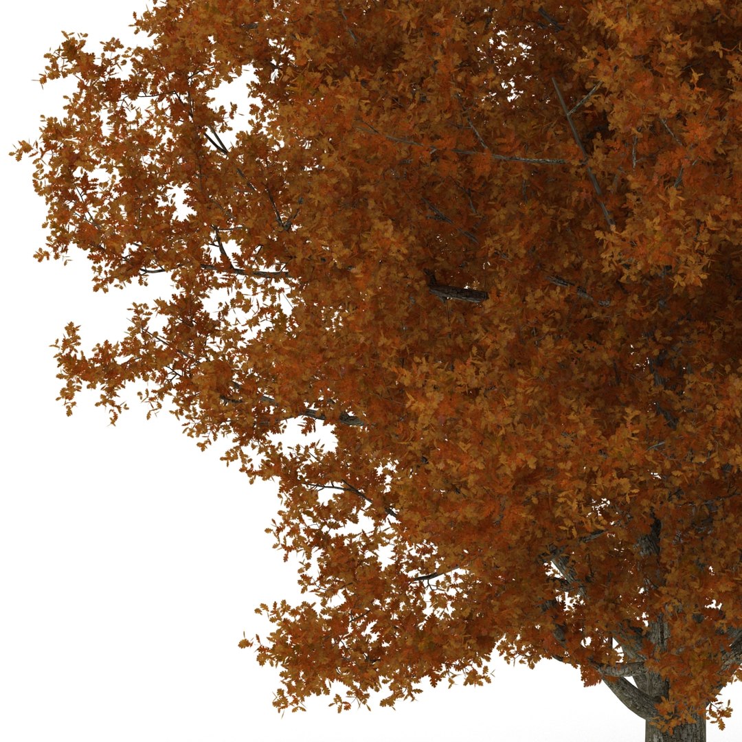 White Oak Tree Autumn 3d Model