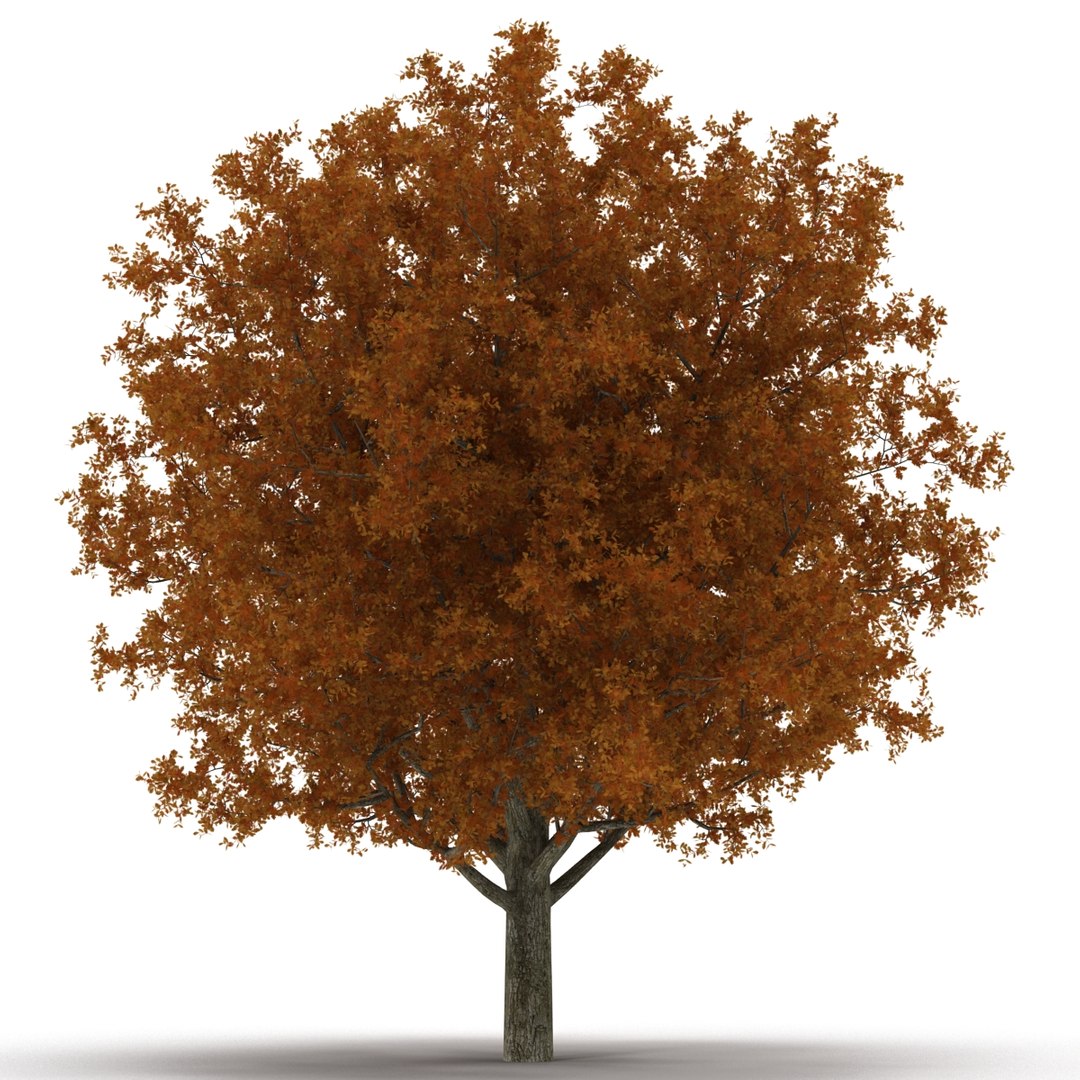 White Oak Tree Autumn 3d Model