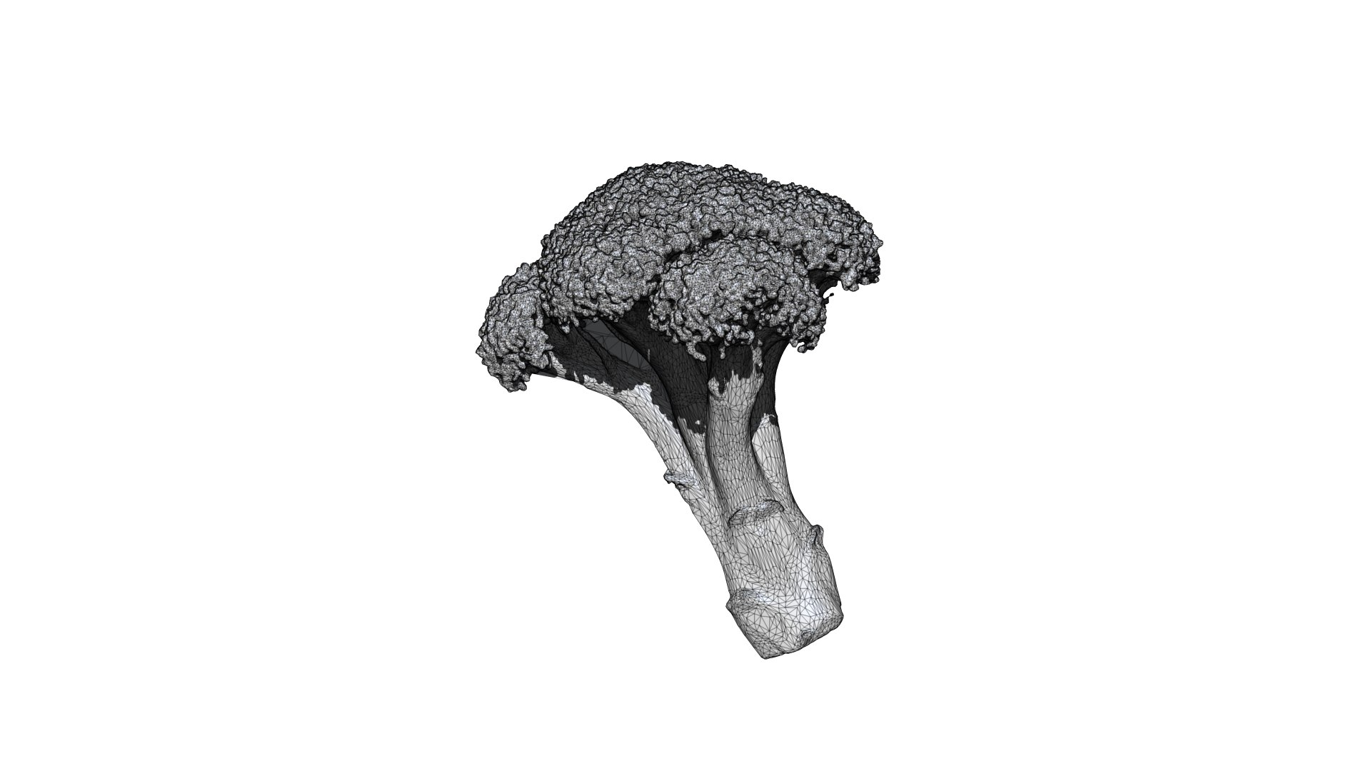 Broccoli 3D CT Scan Model Cut 2 Decimate 30percent 3D Model ...