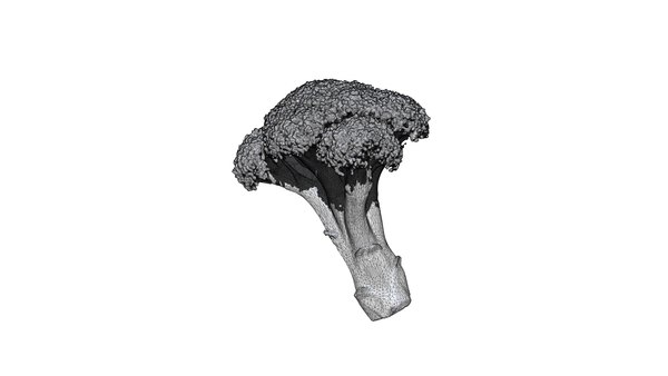 3D модель broccoli 3D CT scan model cut 2 decimate 30percent ...
