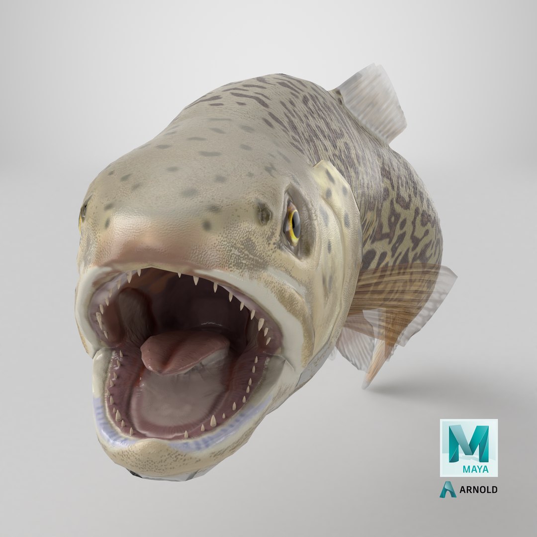 3D Tiger Trout Fish Swimming Pose - TurboSquid 2465667