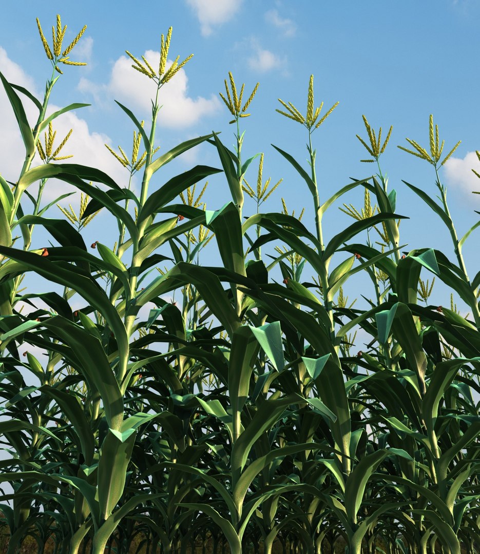 Corn Field 3d Model