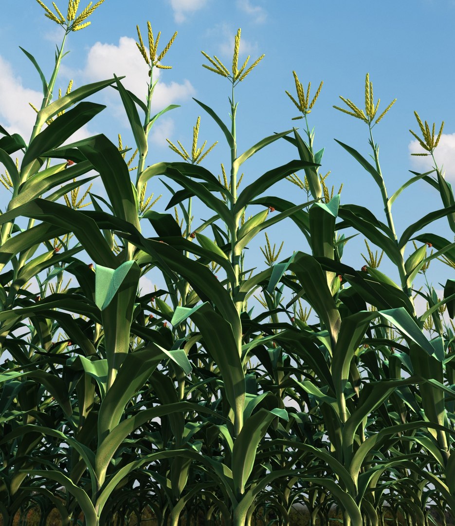 Corn Field 3d Model