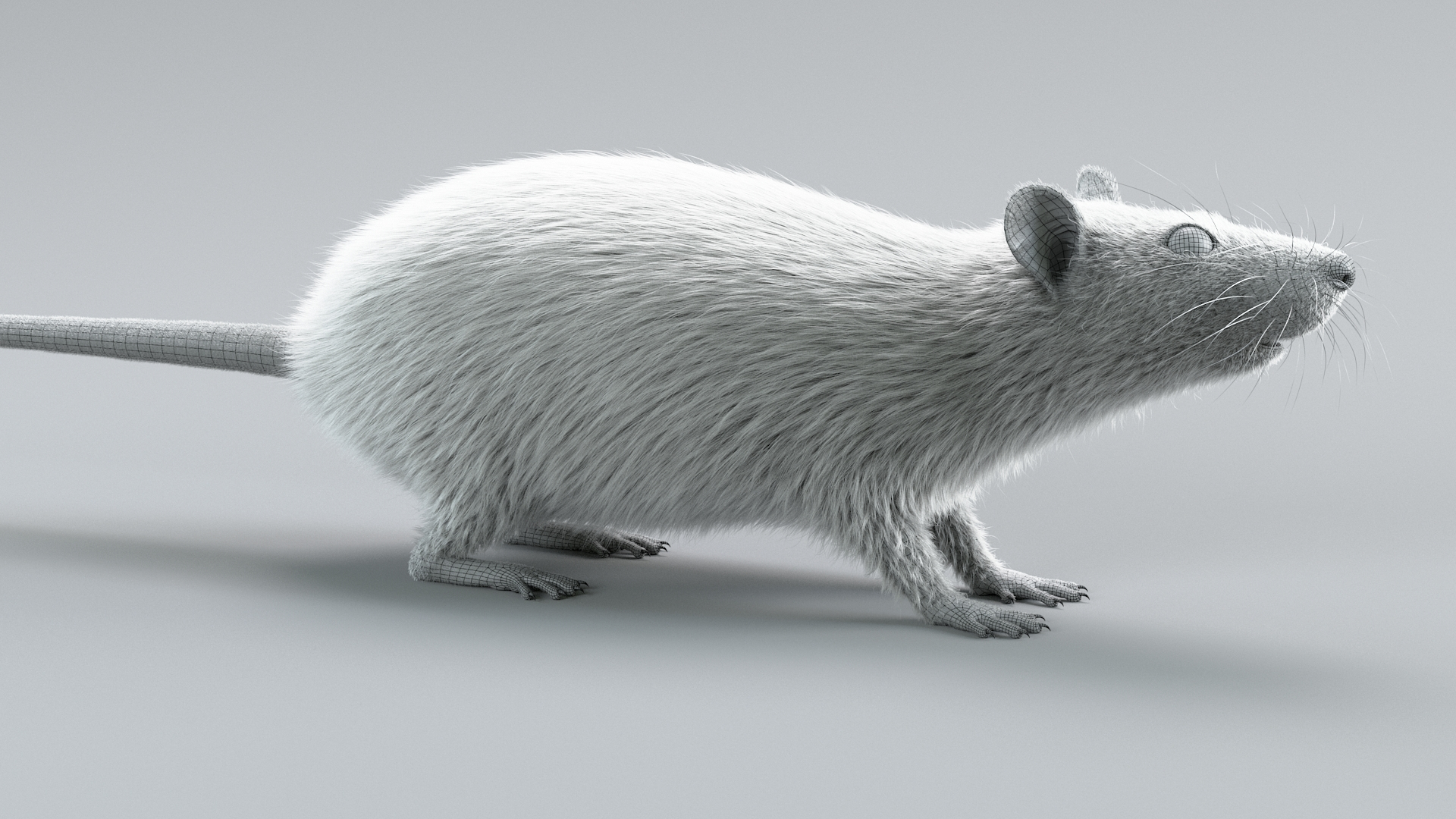 Laboratory Rat Static Xgen Model - TurboSquid 2374773