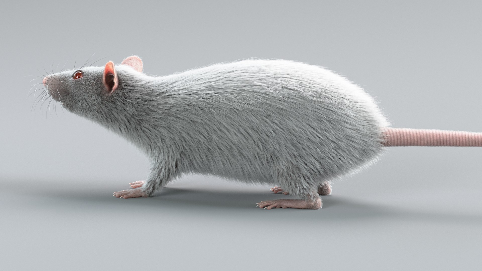 Laboratory Rat Static Xgen Model - TurboSquid 2374773