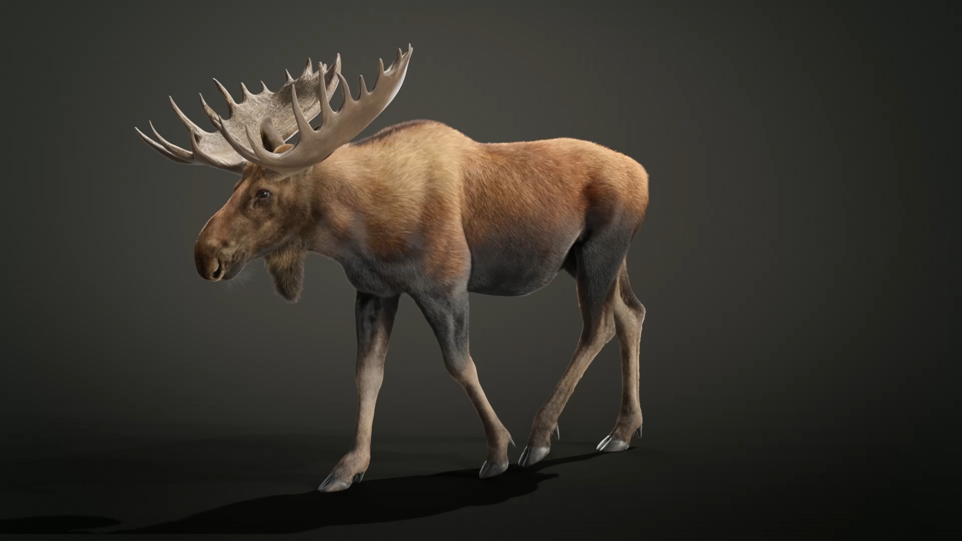 Male Moose Rigging Animation 3D Model - TurboSquid 1661674