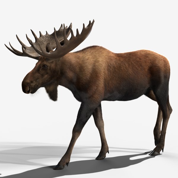 female moose animations 3d model