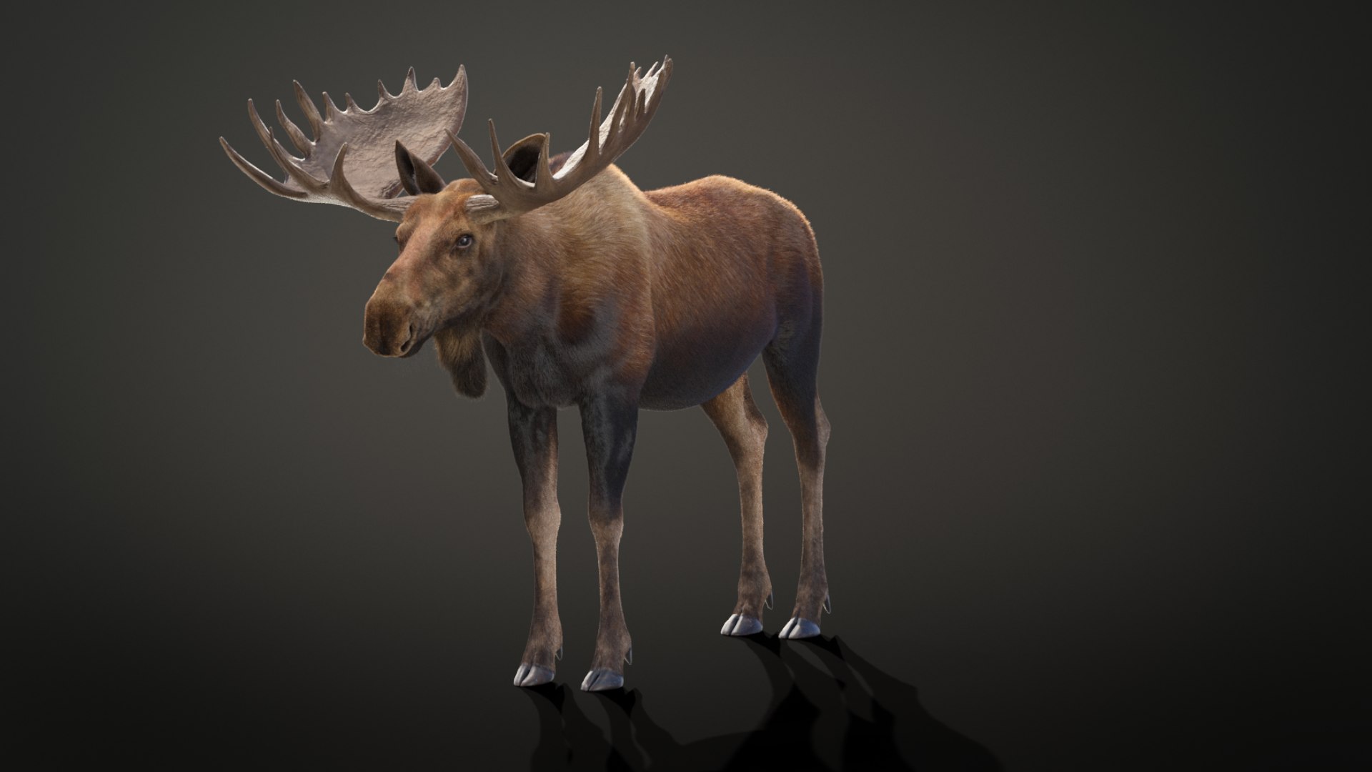 Male Moose Rigging Animation 3D Model - TurboSquid 1661674