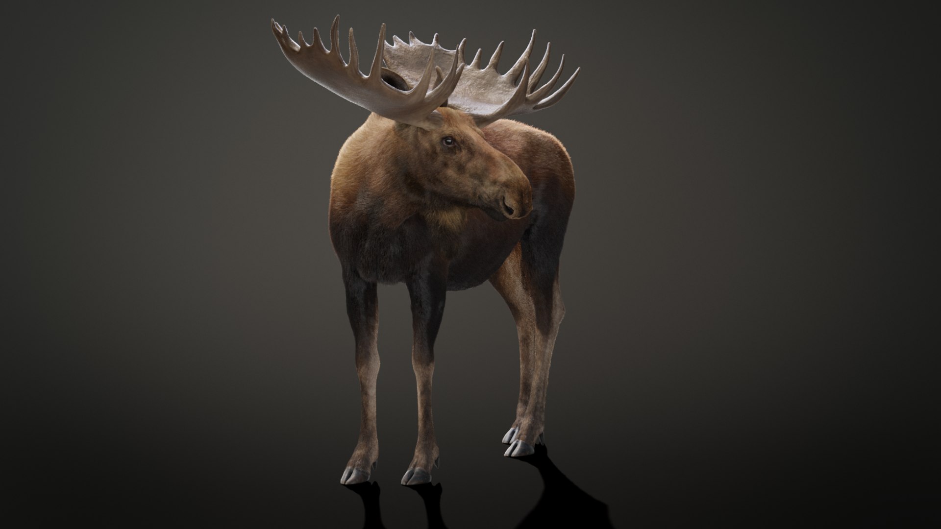 Male Moose Rigging Animation 3D Model - TurboSquid 1661674