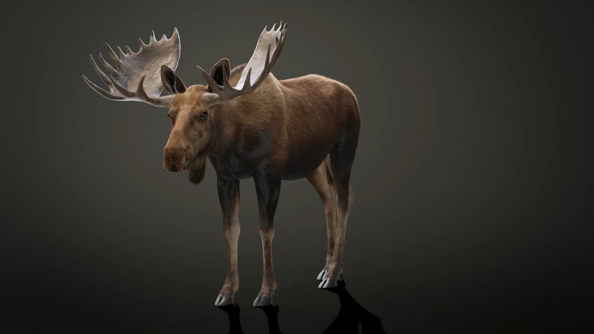 Male Moose Rigging Animation 3D Model - TurboSquid 1661674