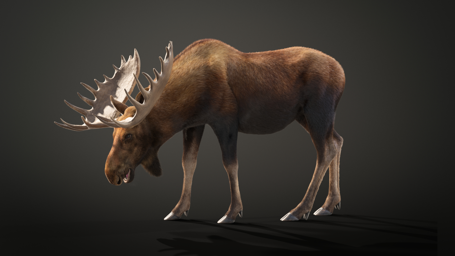 Male moose rigging animation 3D model - TurboSquid 1661674