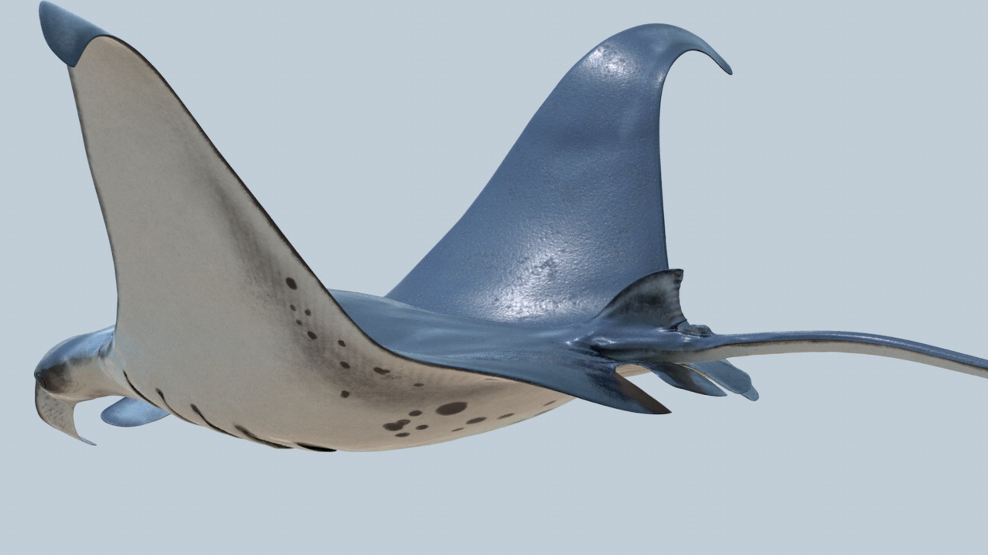 Realistic Manta Rigged Animation 3D Model - TurboSquid 1212250