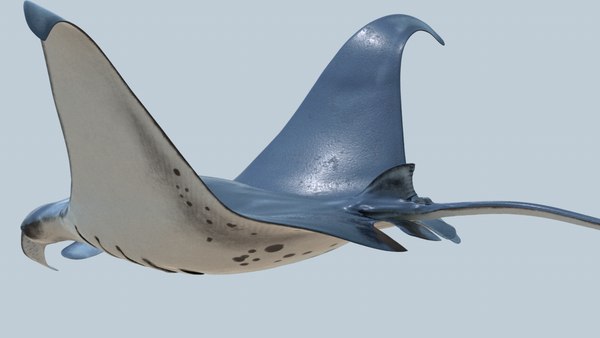 Realistic manta rigged animation 3D model - TurboSquid 1212250