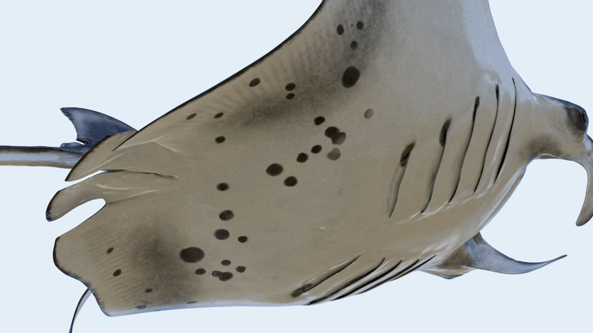 Realistic Manta Rigged Animation 3D Model - TurboSquid 1212250