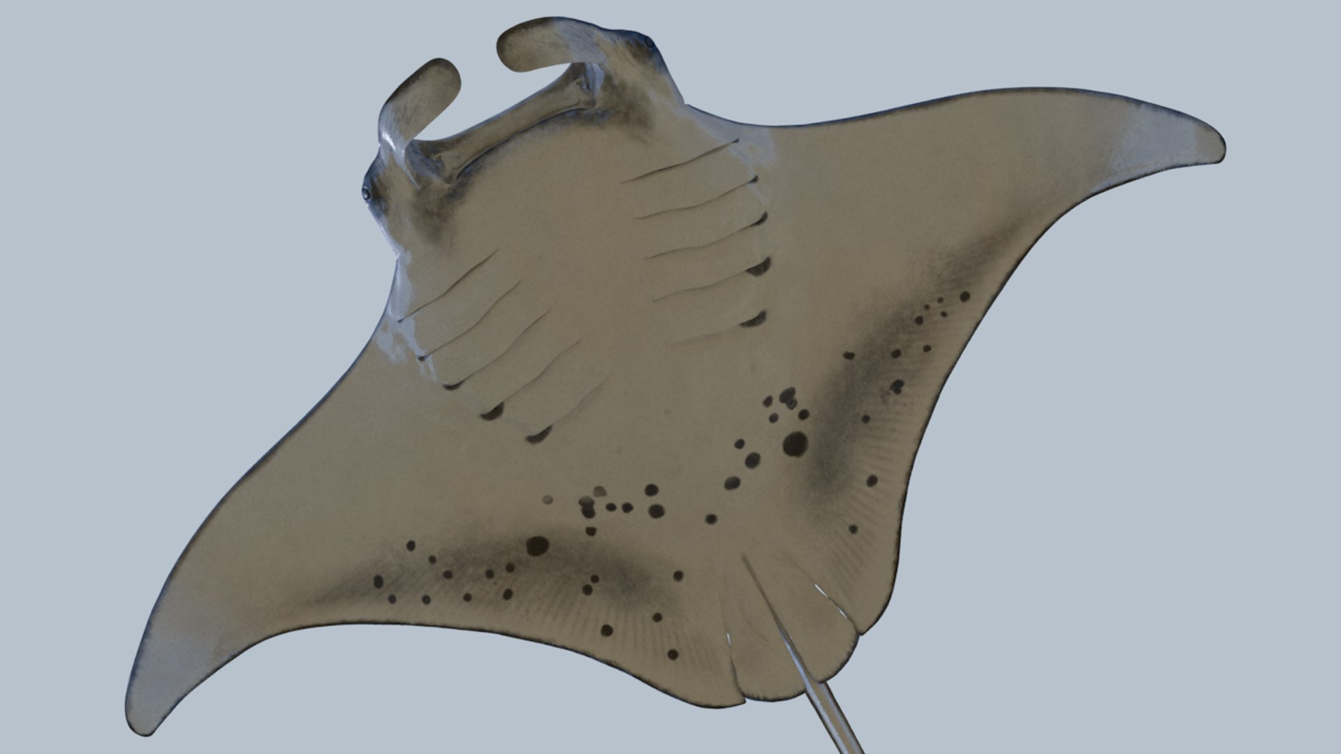Realistic Manta Rigged Animation 3D Model - TurboSquid 1212250