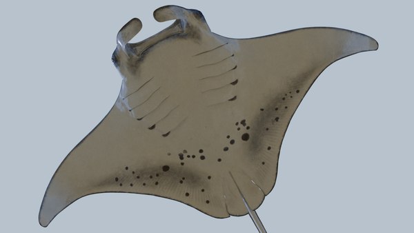 Manta ray manipulada e animada para Cinema 4d Modelo 3D - TurboSquid ...
