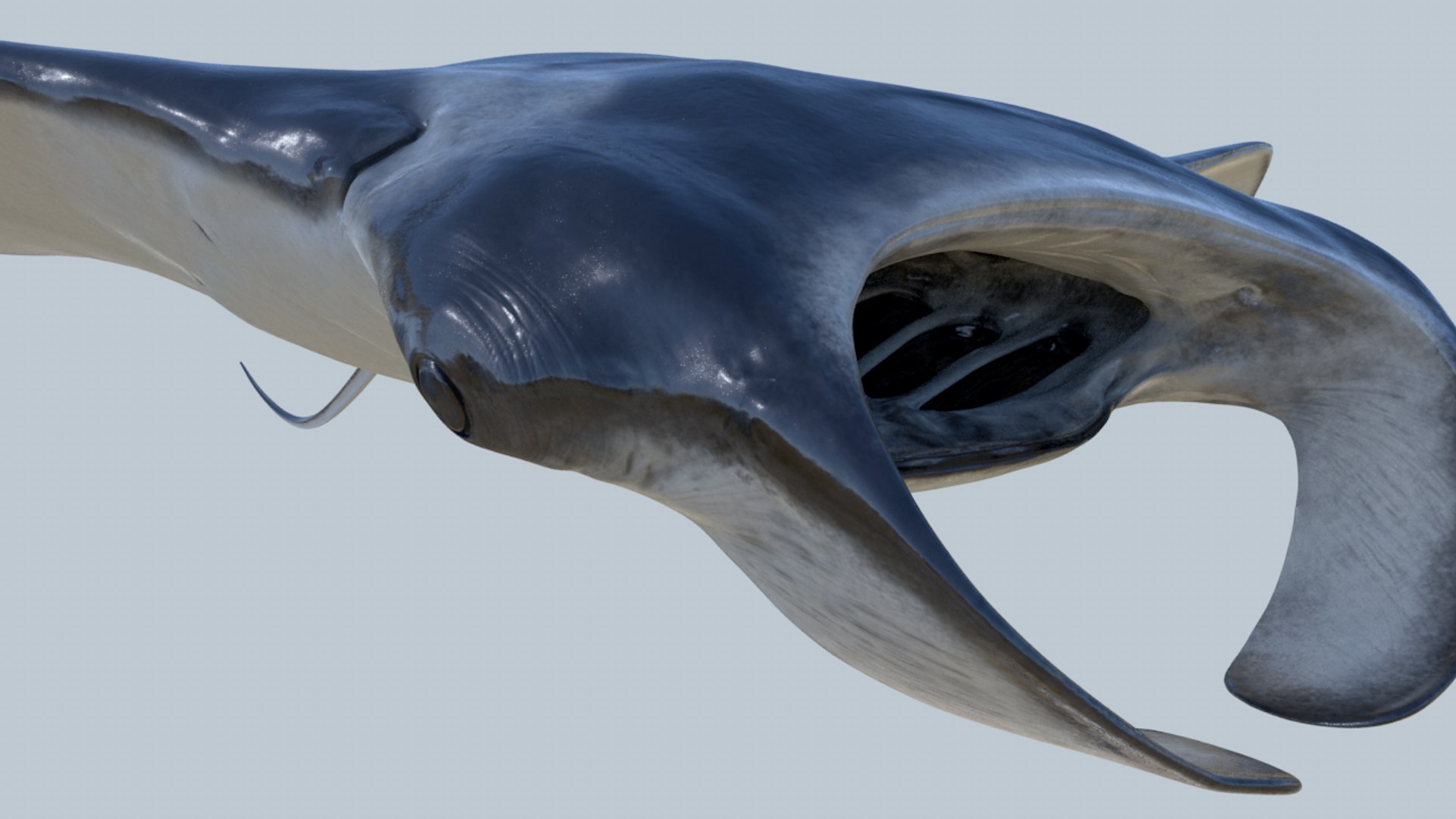 Realistic Manta Rigged Animation 3D Model - TurboSquid 1212250