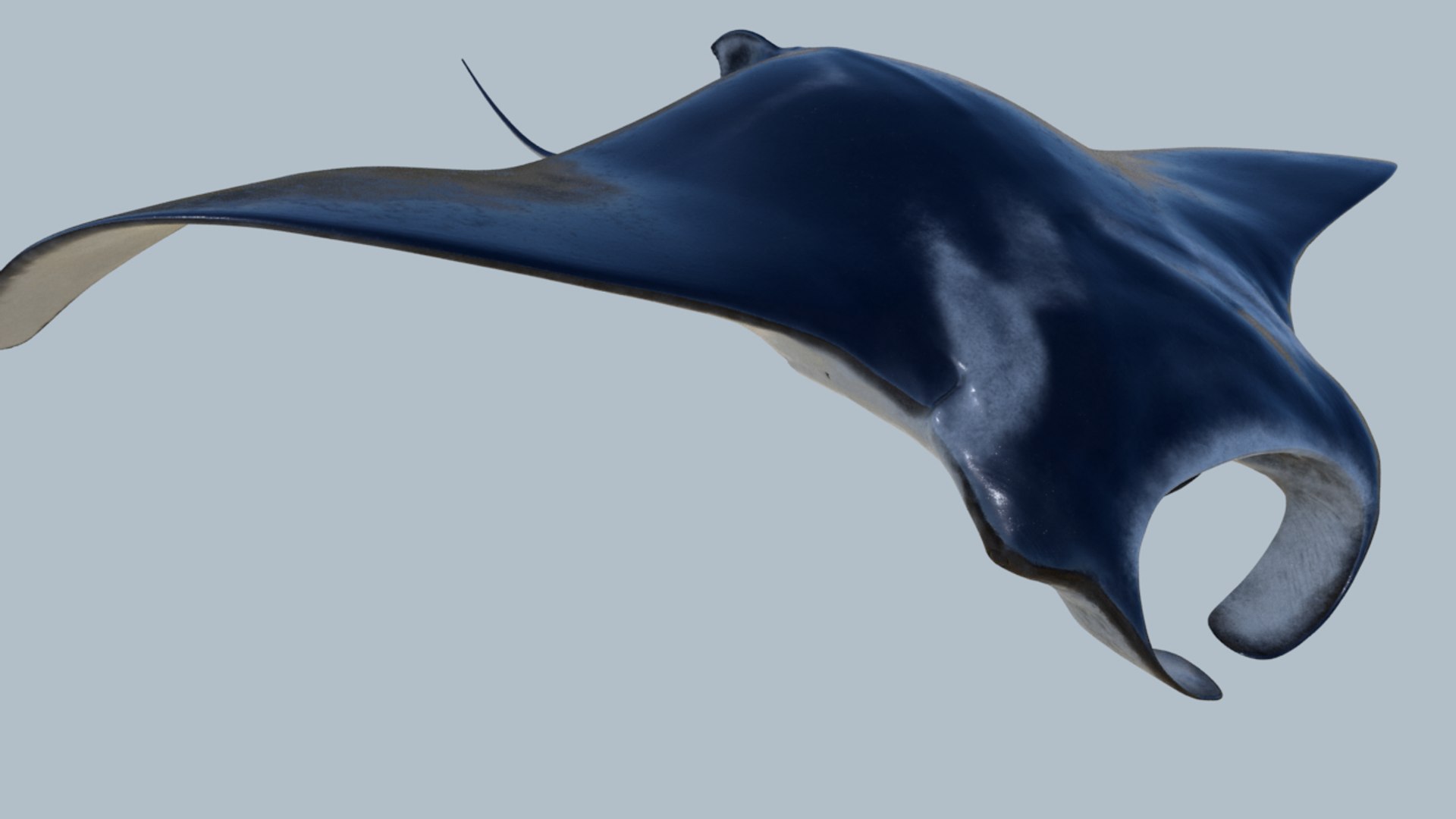 Realistic Manta Rigged Animation 3D Model - TurboSquid 1212250