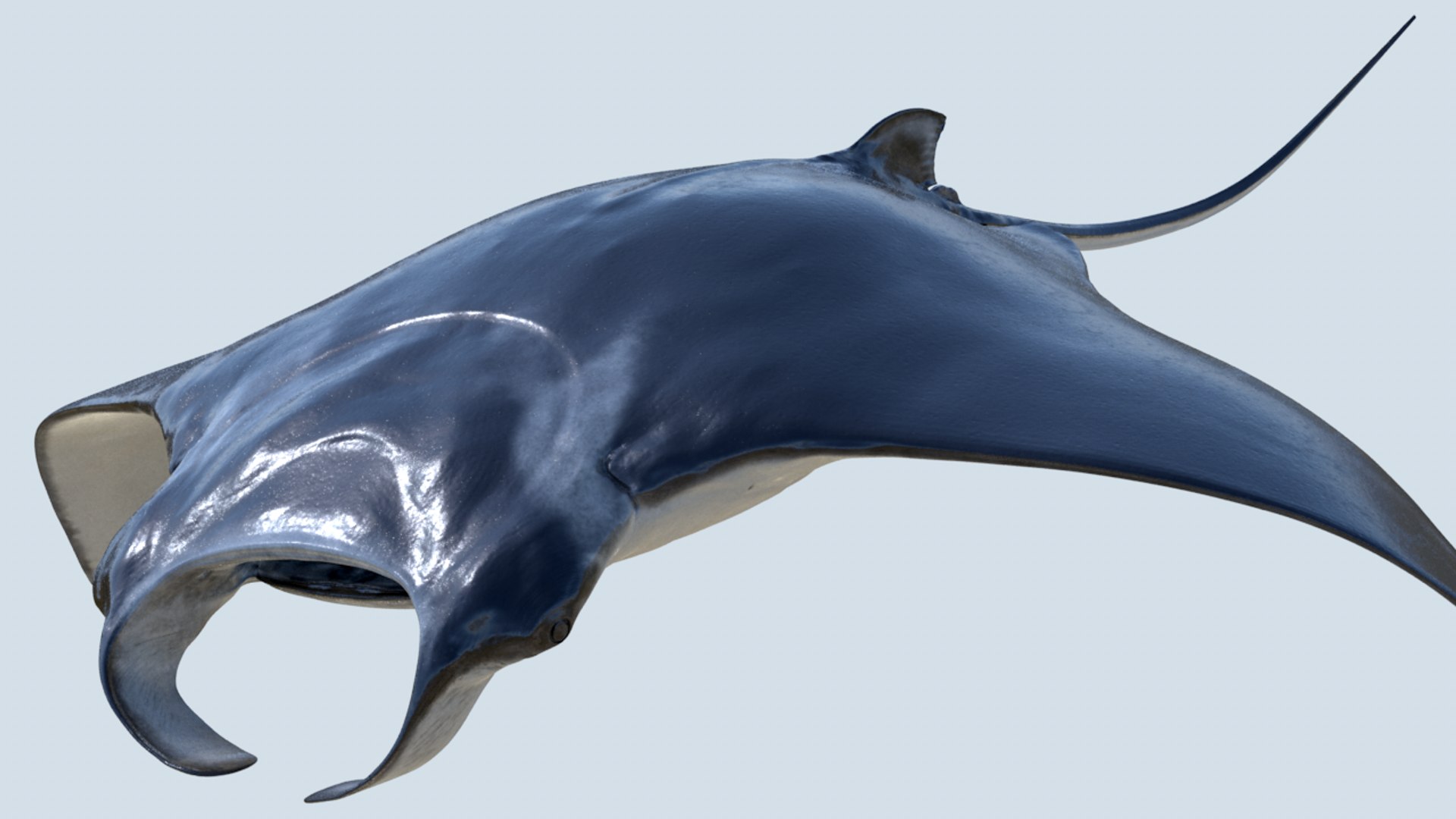 Realistic Manta Rigged Animation 3D Model - TurboSquid 1212250