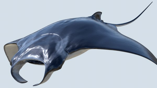 Manta ray manipulada e animada para Cinema 4d Modelo 3D - TurboSquid ...