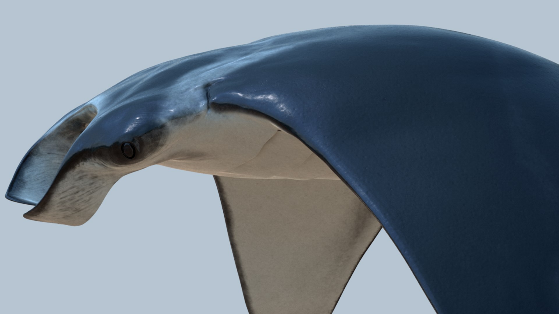 Realistic Manta Rigged Animation 3D Model - TurboSquid 1212250
