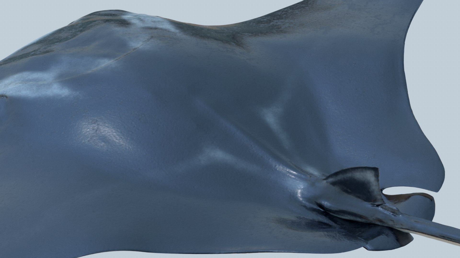 Realistic Manta Rigged Animation 3D Model - TurboSquid 1212250