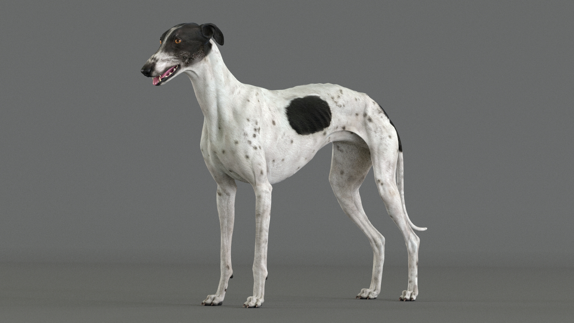 3D Model Realistic Greyhound - TurboSquid 1553297