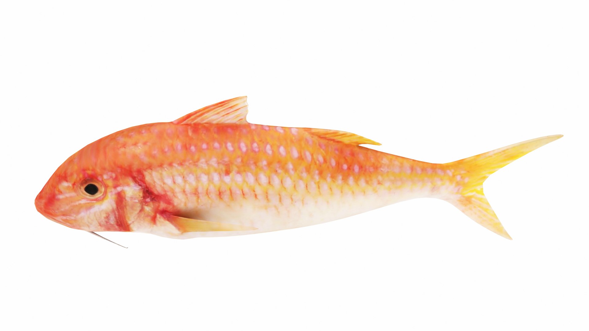 3D Red Mullet Model - TurboSquid 2382190