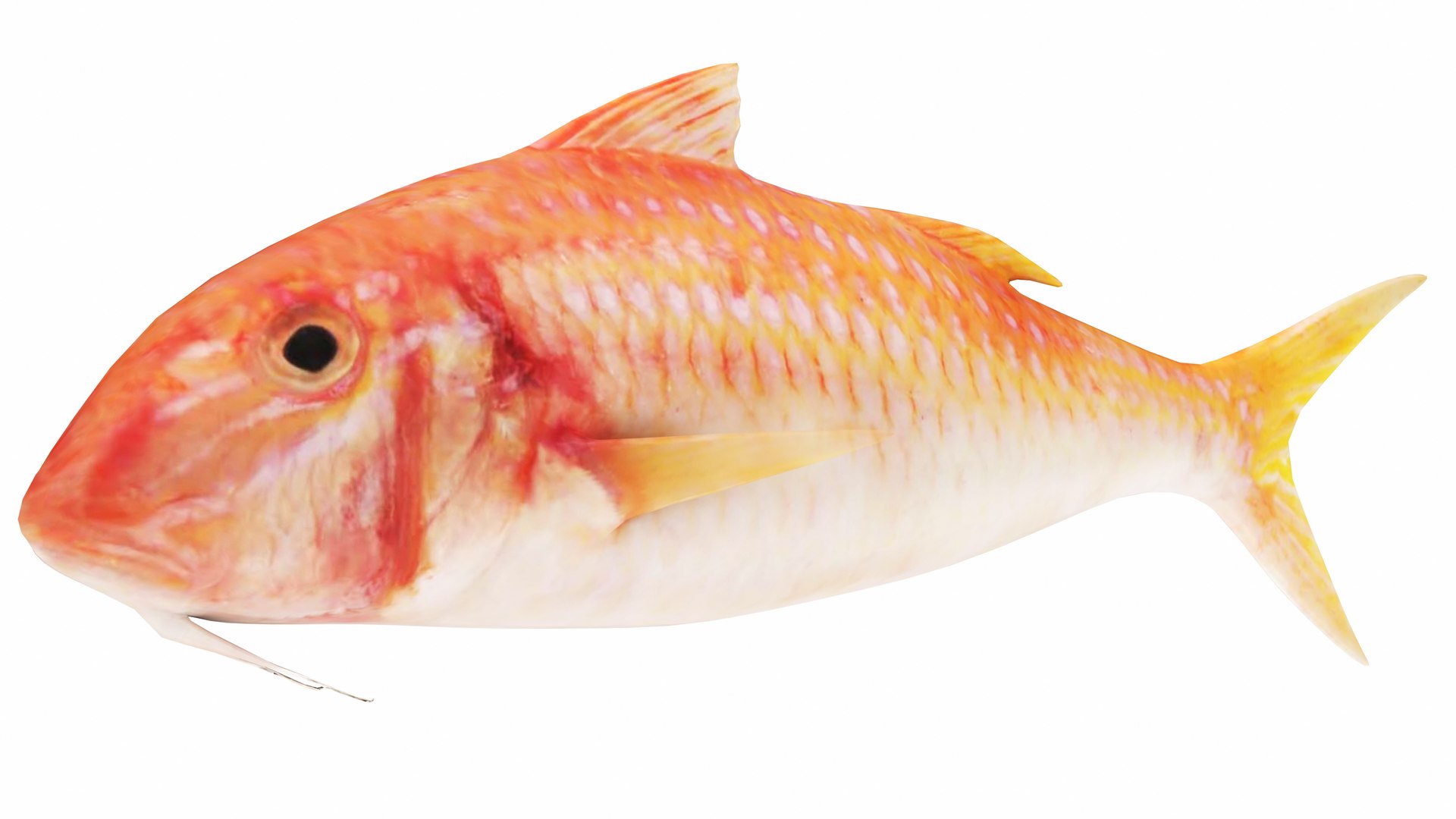 3D Red Mullet Model - TurboSquid 2382190