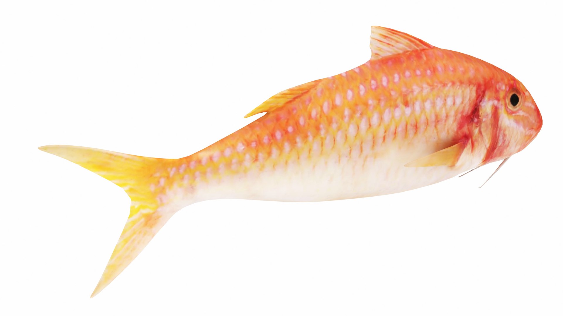 3D Red Mullet Model - TurboSquid 2382190