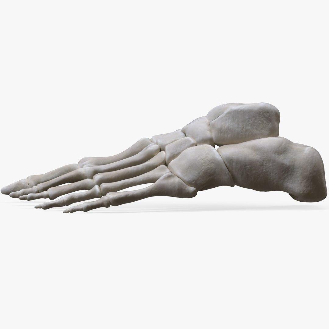 Foot Bone Anatomy 3D Model - TurboSquid 1820502
