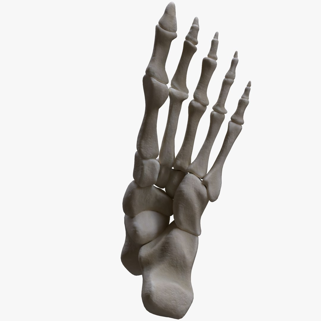 Foot Bone Anatomy 3D Model - TurboSquid 1820502