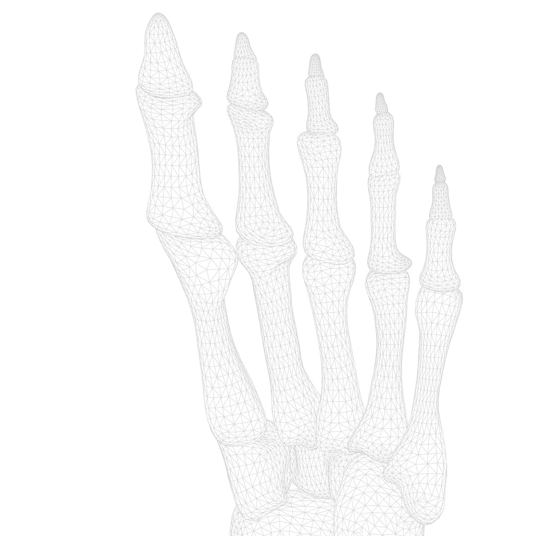 Foot Bone Anatomy 3D Model - TurboSquid 1820502