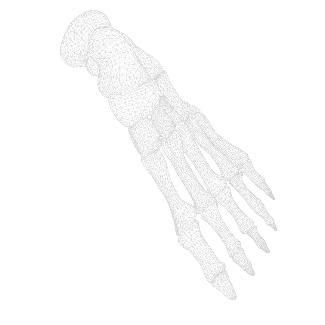 Foot Bone Anatomy 3D Model - TurboSquid 1820502