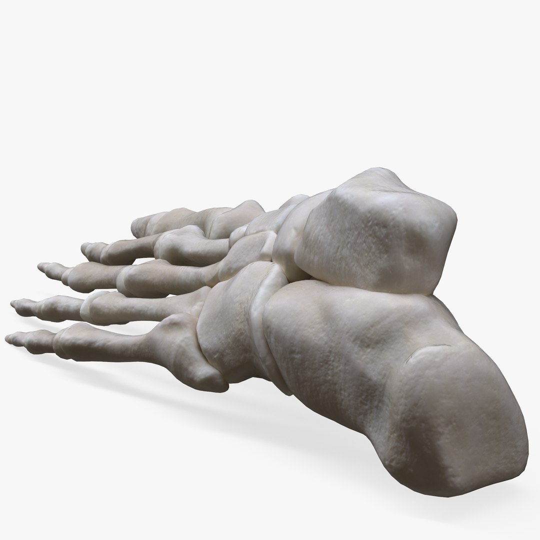 Foot Bone Anatomy 3D Model - TurboSquid 1820502