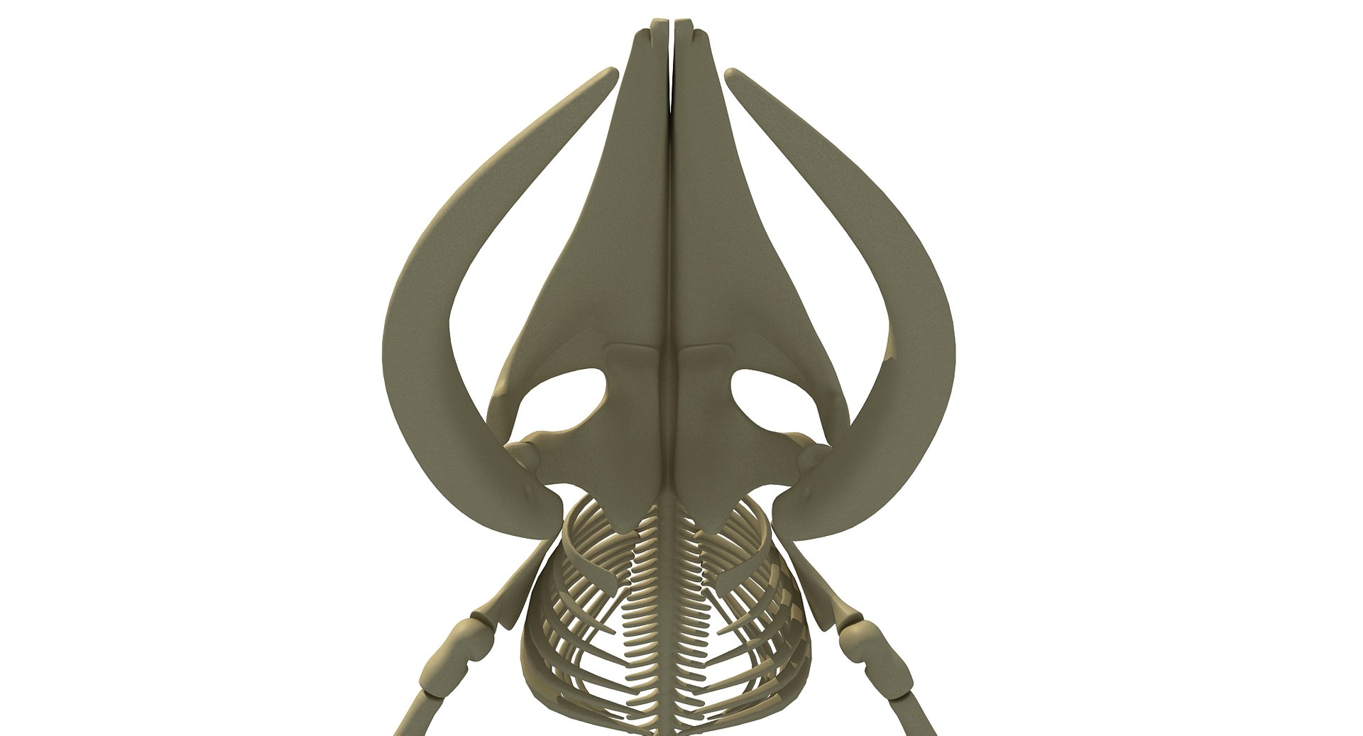 3D Right Whale Skeleton Model - TurboSquid 1254646