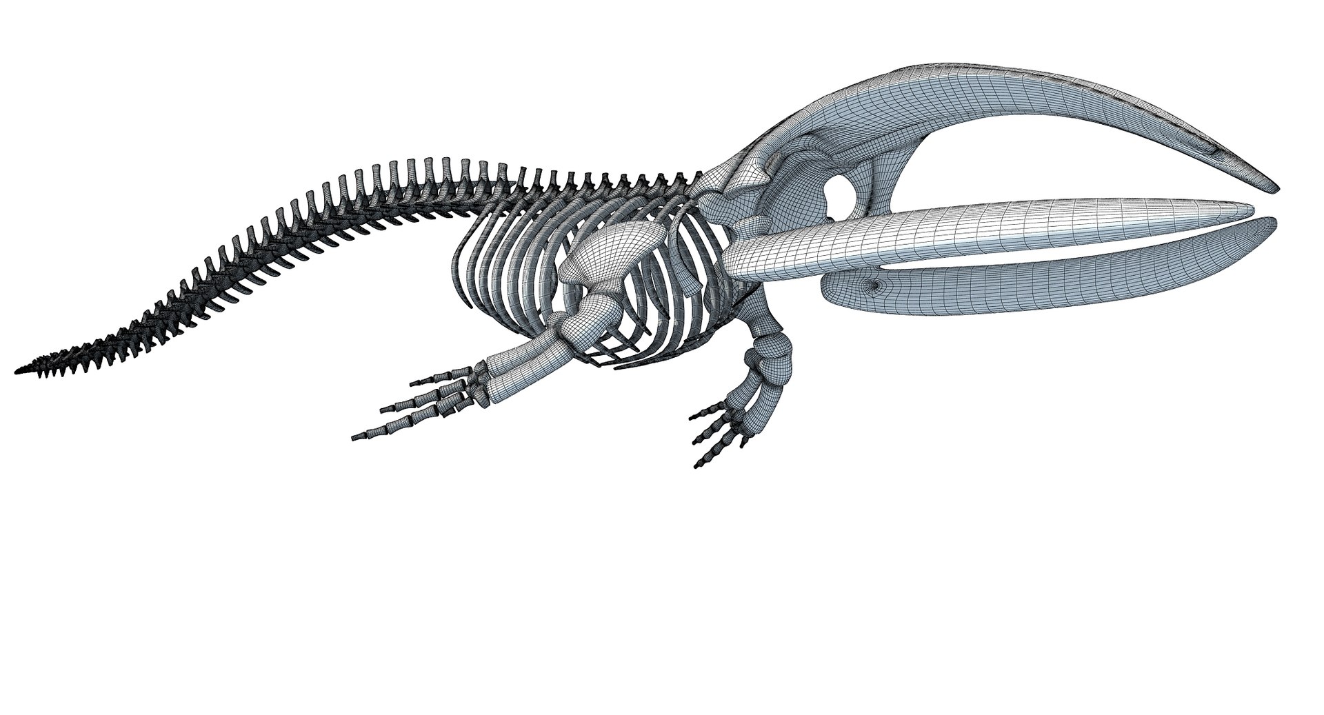 3D Right Whale Skeleton Model - TurboSquid 1254646