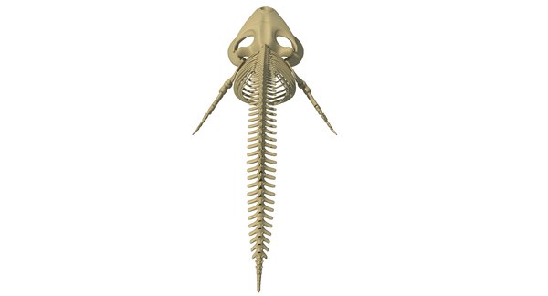 3D right whale skeleton model - TurboSquid 1254646