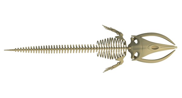 3D right whale skeleton model - TurboSquid 1254646