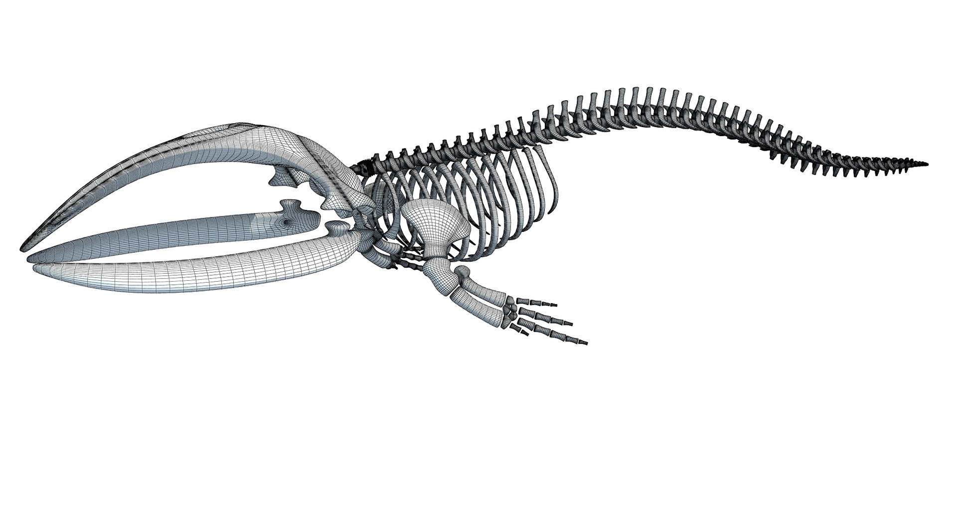 3D Right Whale Skeleton Model - TurboSquid 1254646
