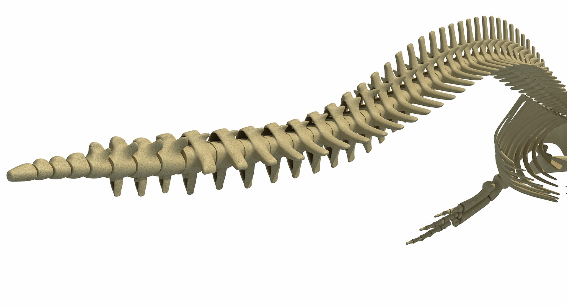 3D Right Whale Skeleton Model - TurboSquid 1254646