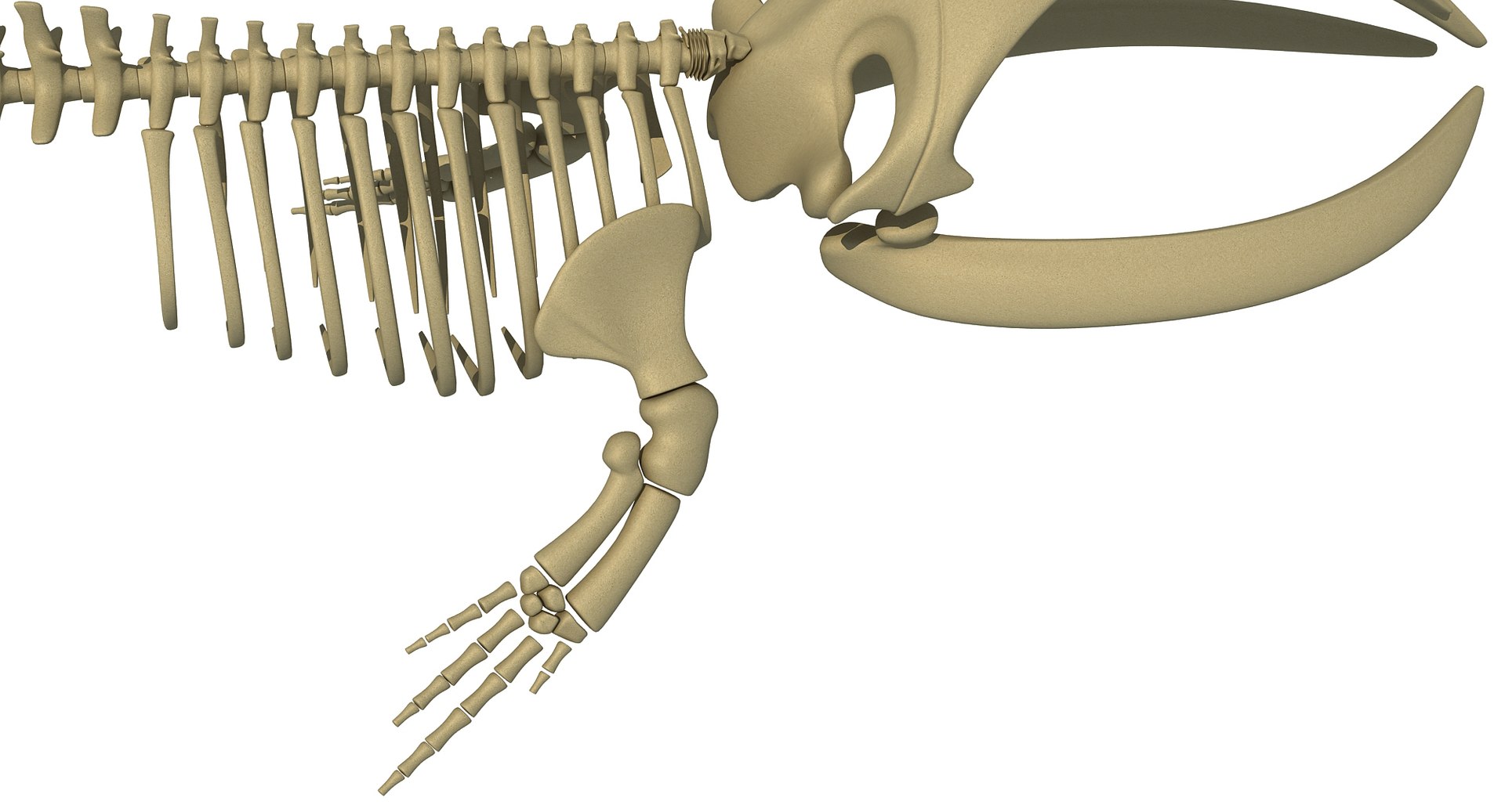 3D Right Whale Skeleton Model - TurboSquid 1254646