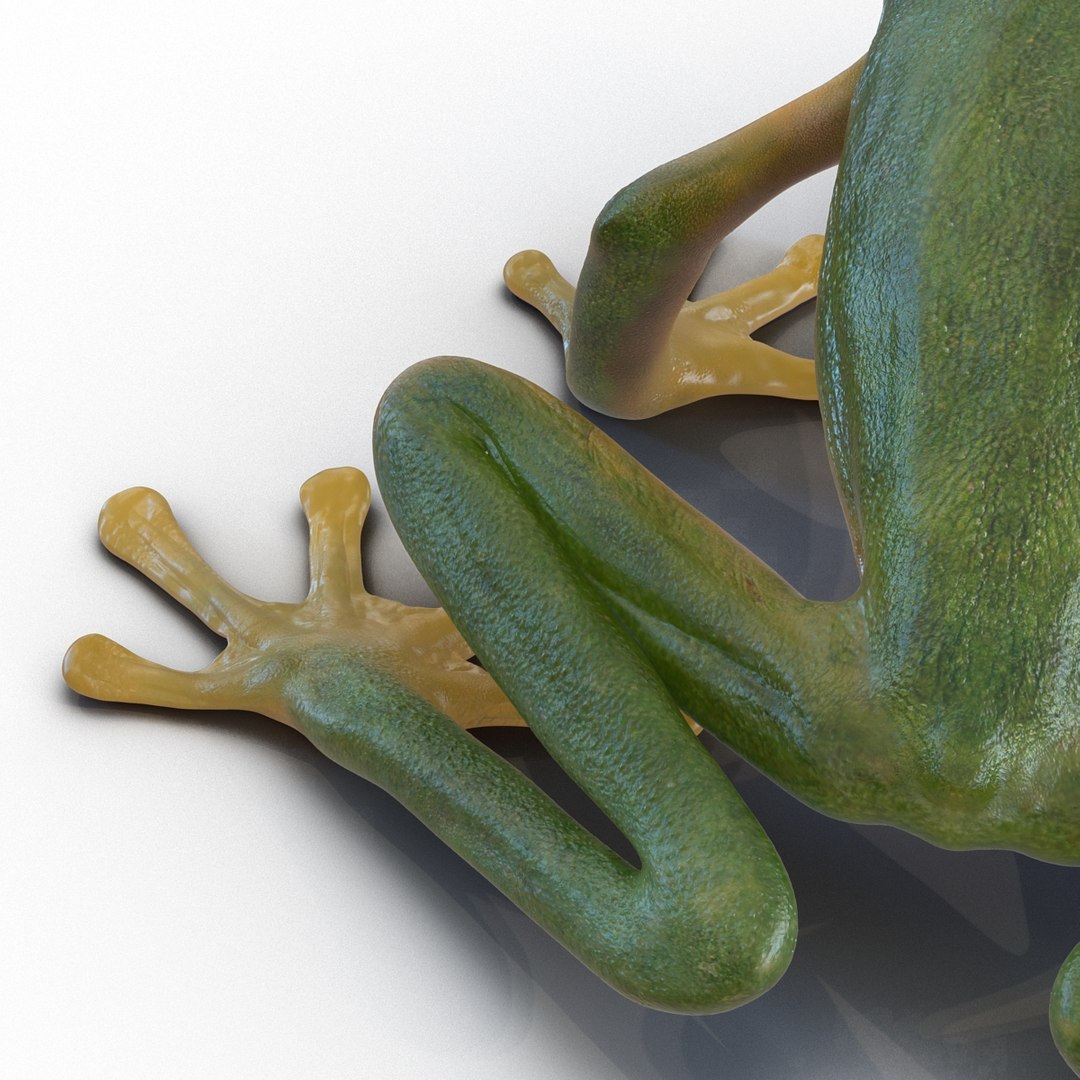 3d Tree Frog Rigged Model