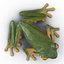3d Tree Frog Rigged Model