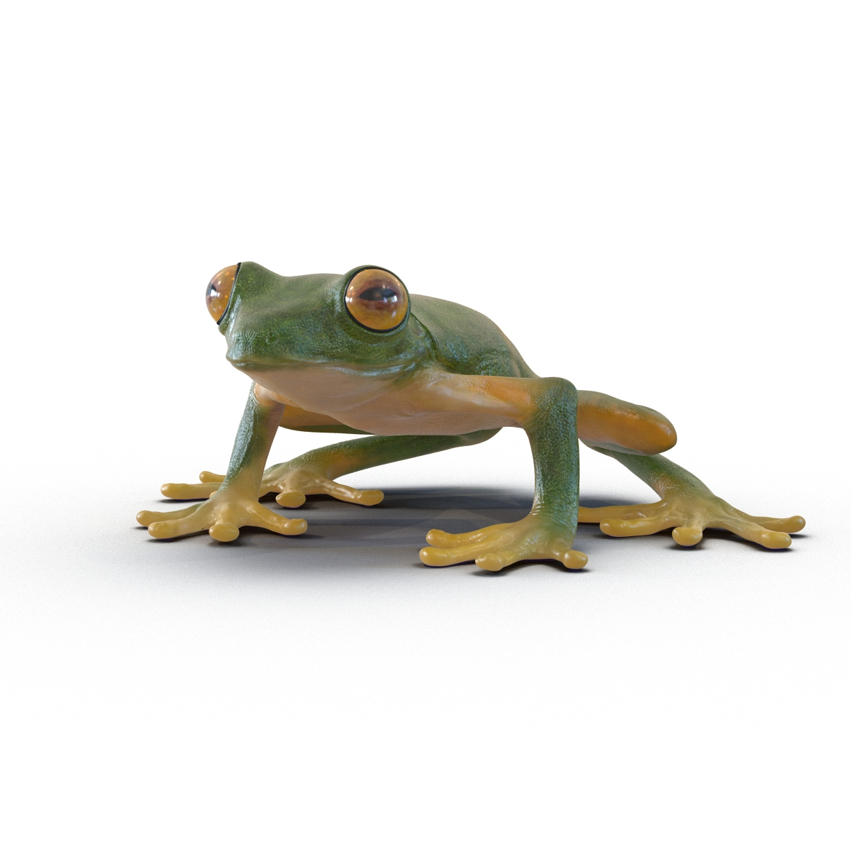 3d tree frog rigged model