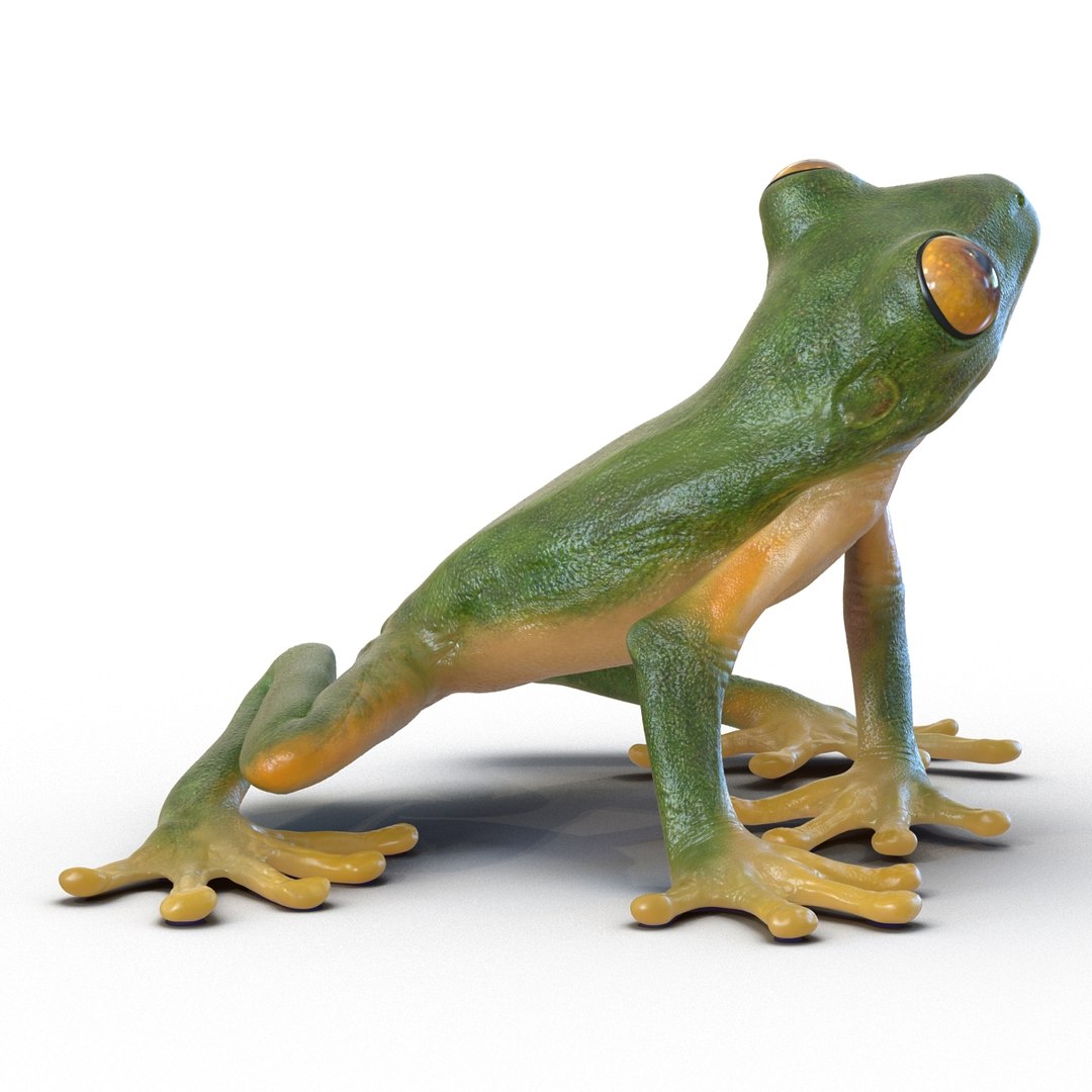 3d tree frog rigged model