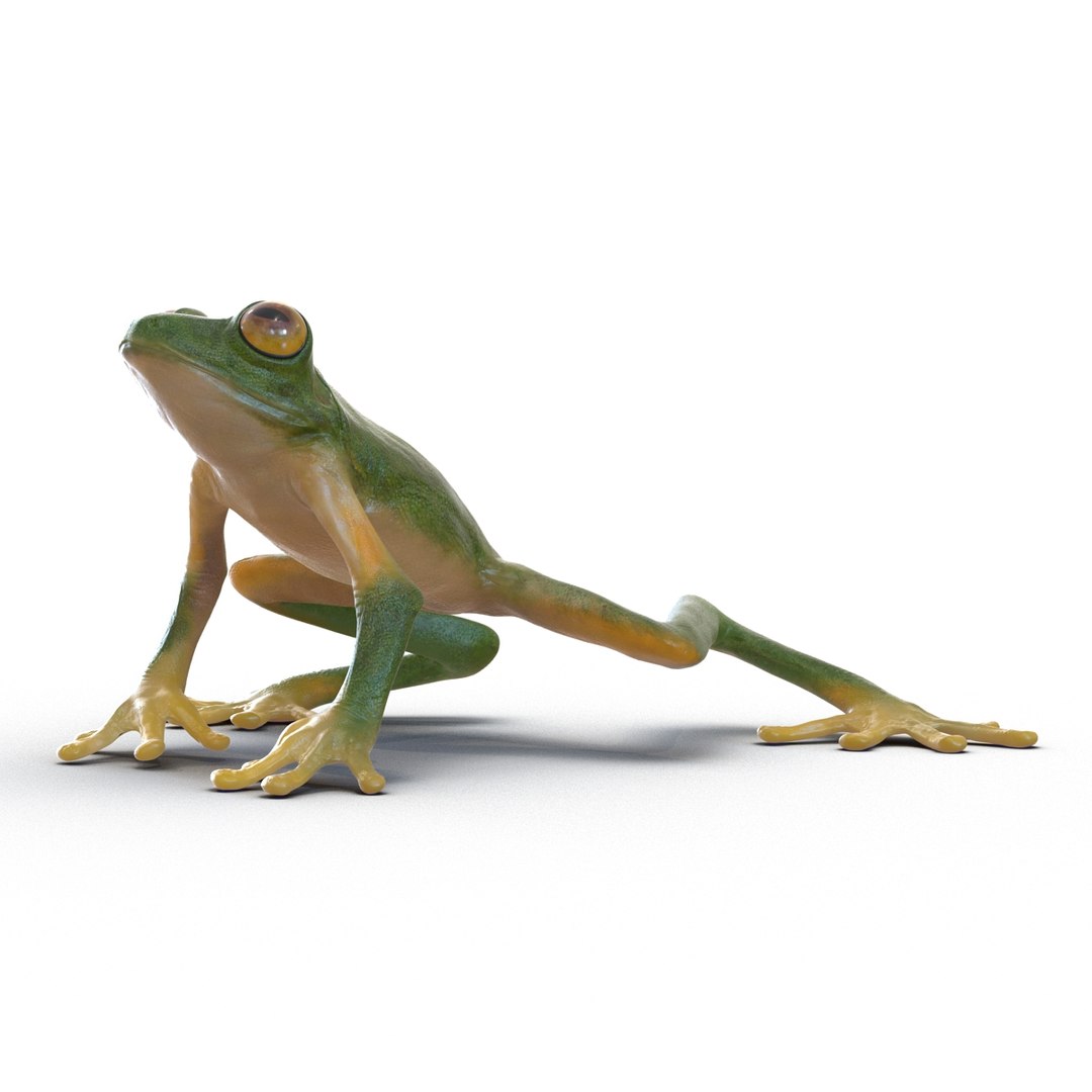 3d tree frog rigged model